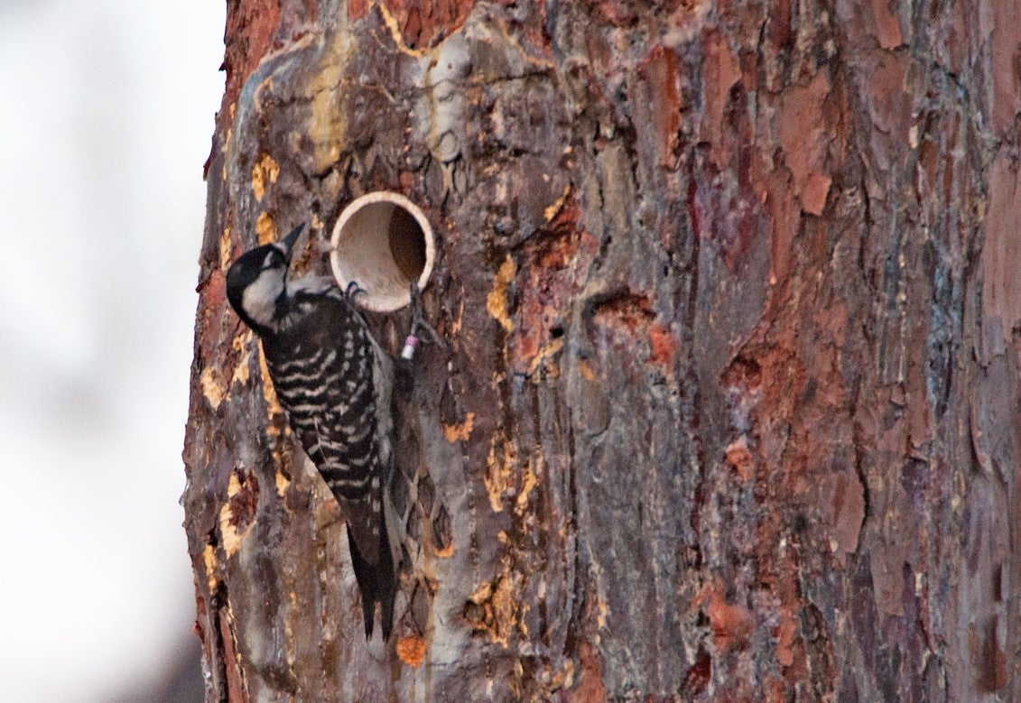 Endangered Red-cockaded woodpecker | Florida State Parks Endangered Red-cockaded woodpecker | Florida State Parks